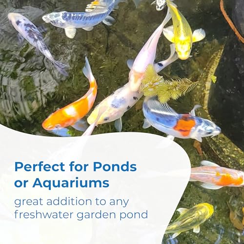 Toledo Goldfish Koi and Goldfish Combo Starter Pack, Perfect for Beginners Stocking Ponds, Tanks, or Aquariums - 4-5 Inches, 5 of Each, 25 Total Count