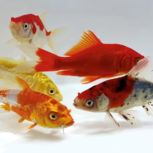 Toledo Goldfish Koi and Goldfish Combo Starter Pack, Perfect for Beginners Stocking Ponds, Tanks, or Aquariums - 4-5 Inches, 5 of Each, 25 Total Count