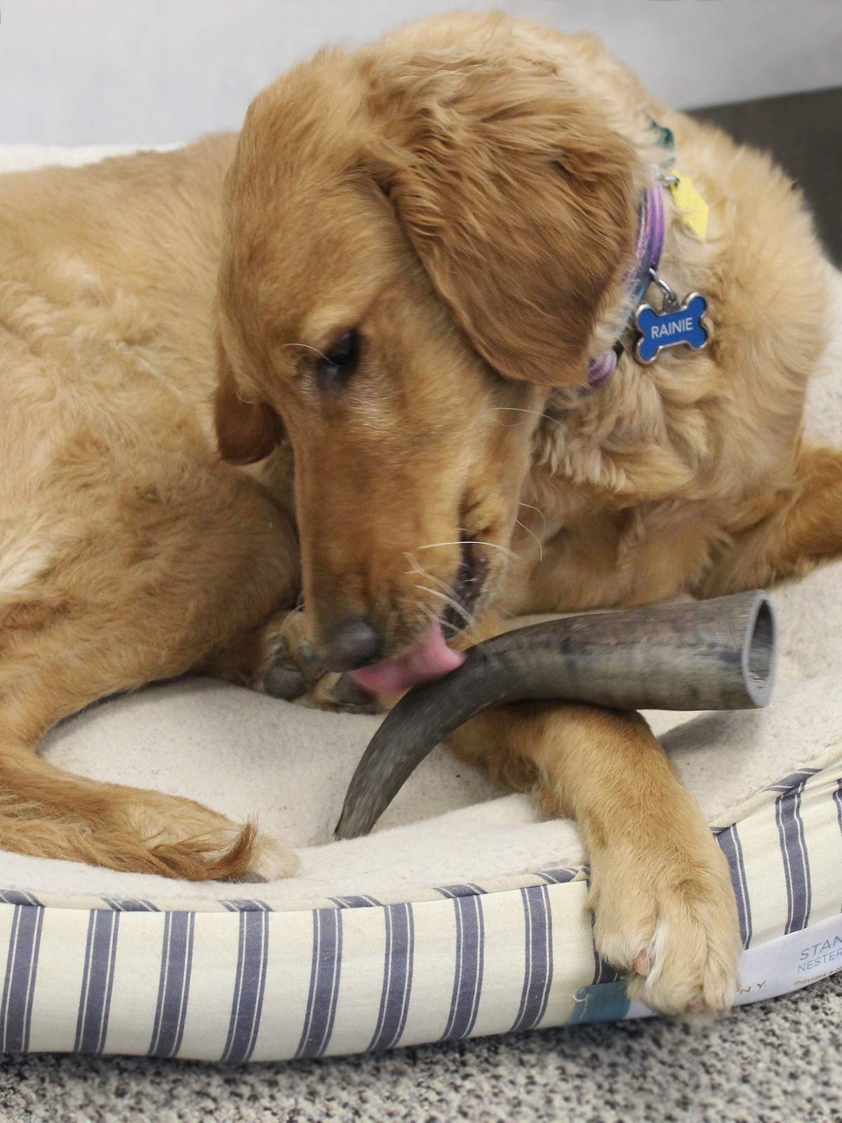 peaksNpaws Premium Free Range & Grass Fed Buffalo Horns - Medium