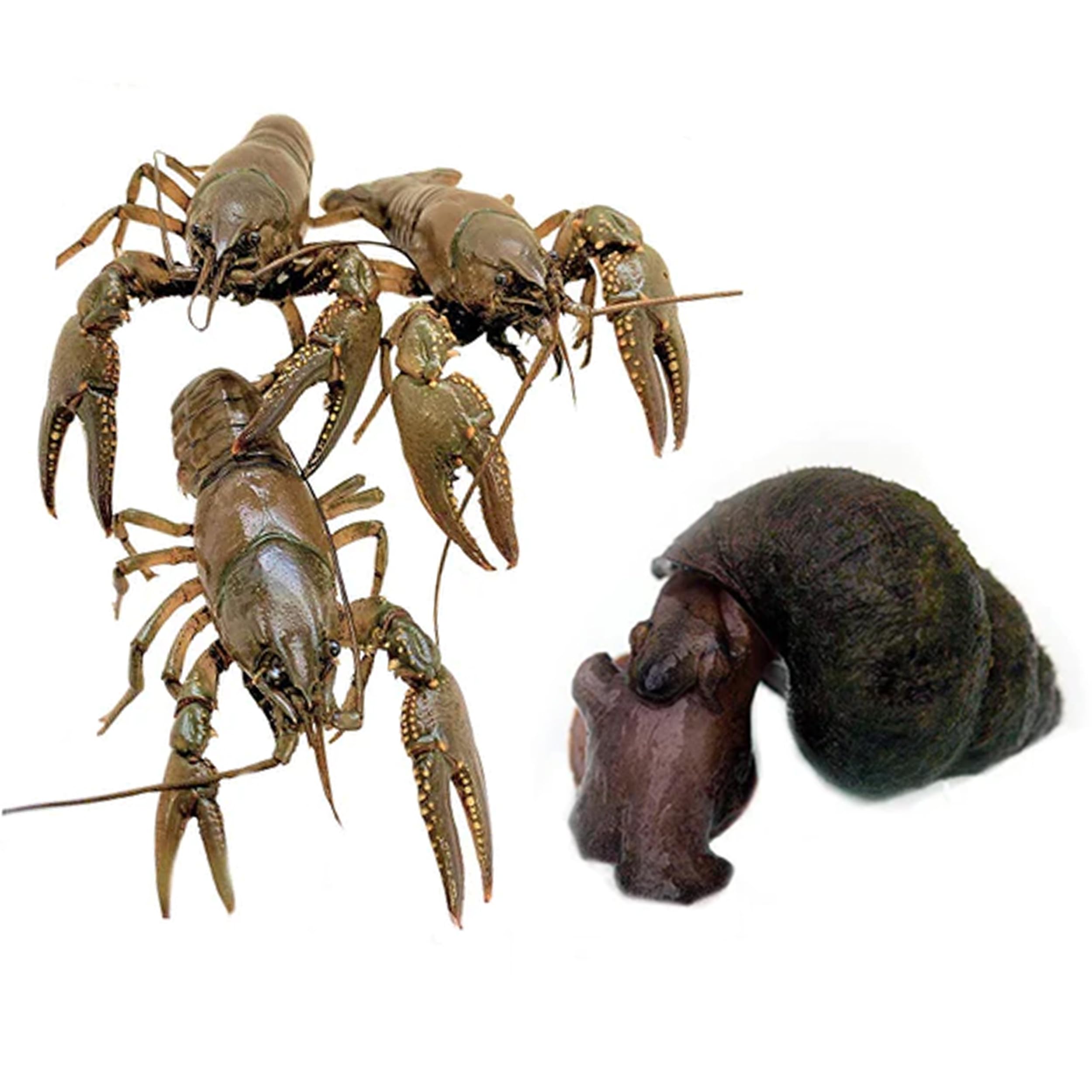 Toledo Goldfish Live Crayfish and Trapdoor Snail Combo, Live Ornamental Species Perfect for Ponds, Tanks or Aquariums - 5 of Each, 10 Total Count
