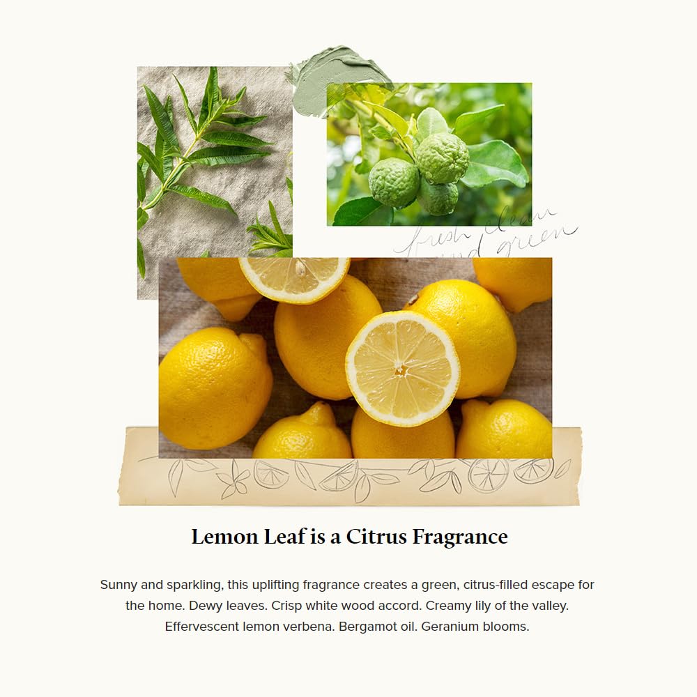 Thymes Lemon Leaf Dishwashing Liquid Soap - Eco Friendly Dish Soap Liquid for Dish Washing - Household Cleaning Supplies - 16 fl oz