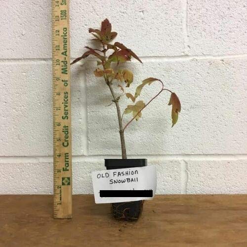 Old Fashion Snowball Viburnum Viburnum Opulus Roseum Bigv003