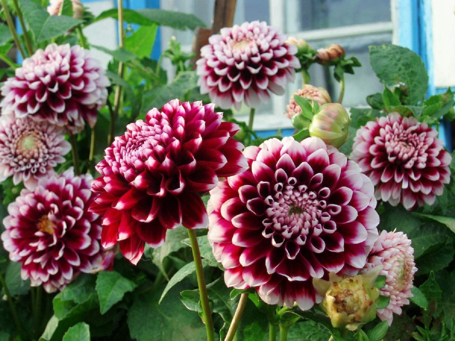 Seeds4planting - Seeds Dahlia Pompon Mix Annual Beautiful Flower Non GMO