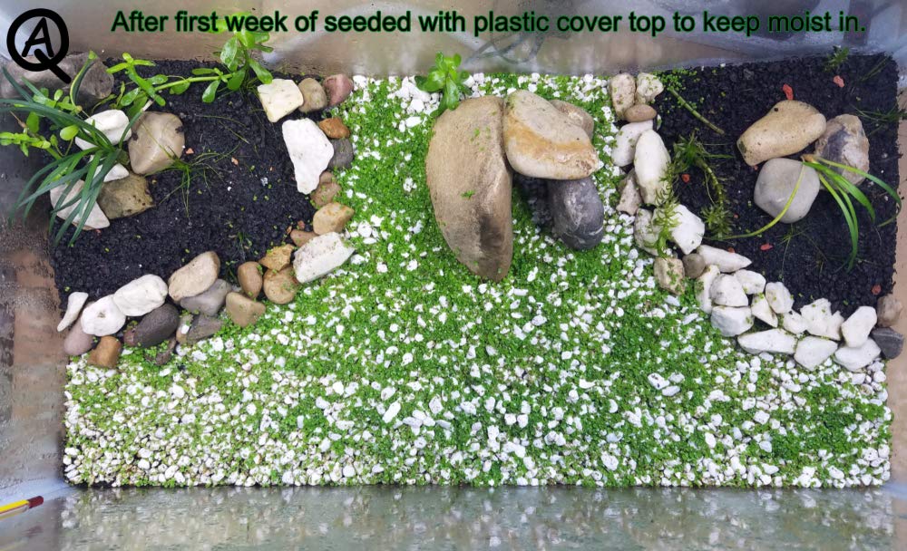 Fresh Water Aquarium Live Plants Foreground Seeds or Carpeting in Planted Fish Tank. Safe for Shrimps, Betta, Goldfish, and Guppies.