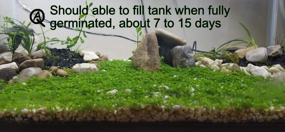 Fresh Water Aquarium Live Plants Foreground Seeds or Carpeting in Planted Fish Tank. Safe for Shrimps, Betta, Goldfish, and Guppies.