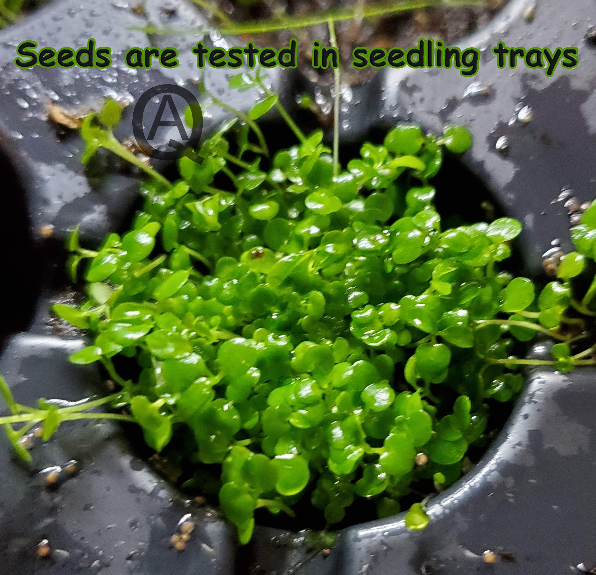 Fresh Water Aquarium Live Plants Foreground Seeds or Carpeting in Planted Fish Tank. Safe for Shrimps, Betta, Goldfish, and Guppies.