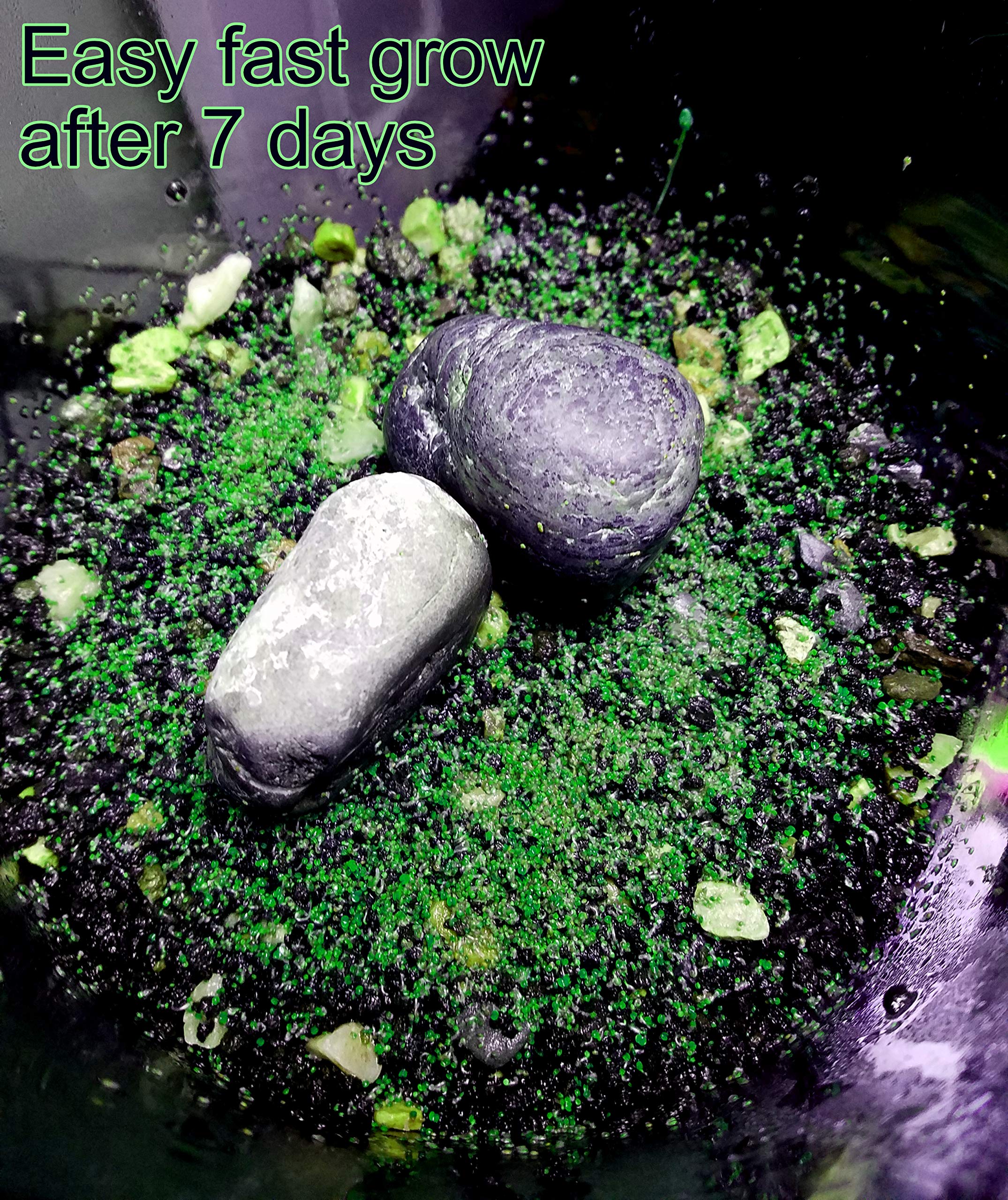 Fresh Water Aquarium Live Plants Foreground Seeds or Carpeting in Planted Fish Tank. Safe for Shrimps, Betta, Goldfish, and Guppies.