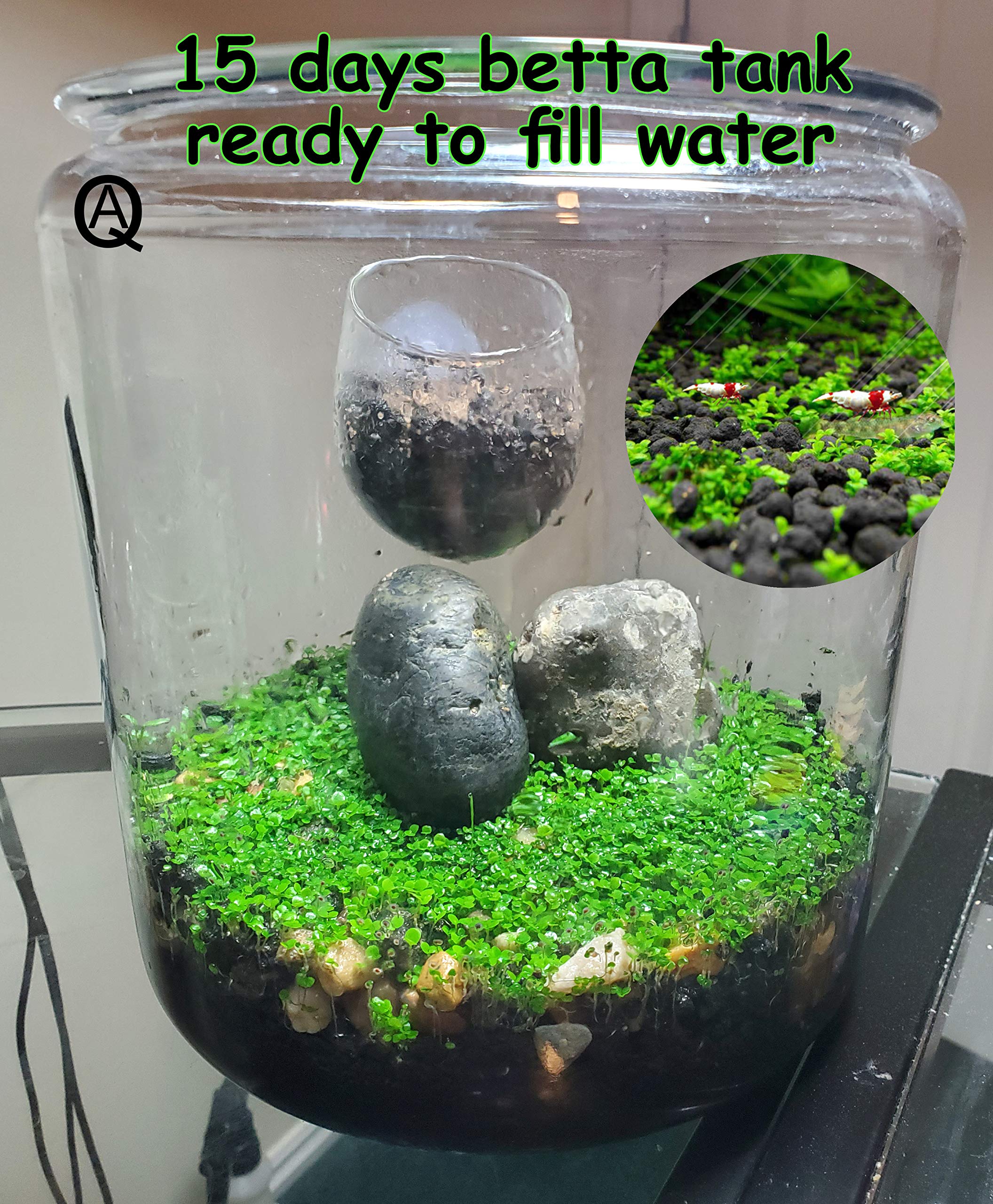 Fresh Water Aquarium Live Plants Foreground Seeds or Carpeting in Planted Fish Tank. Safe for Shrimps, Betta, Goldfish, and Guppies.