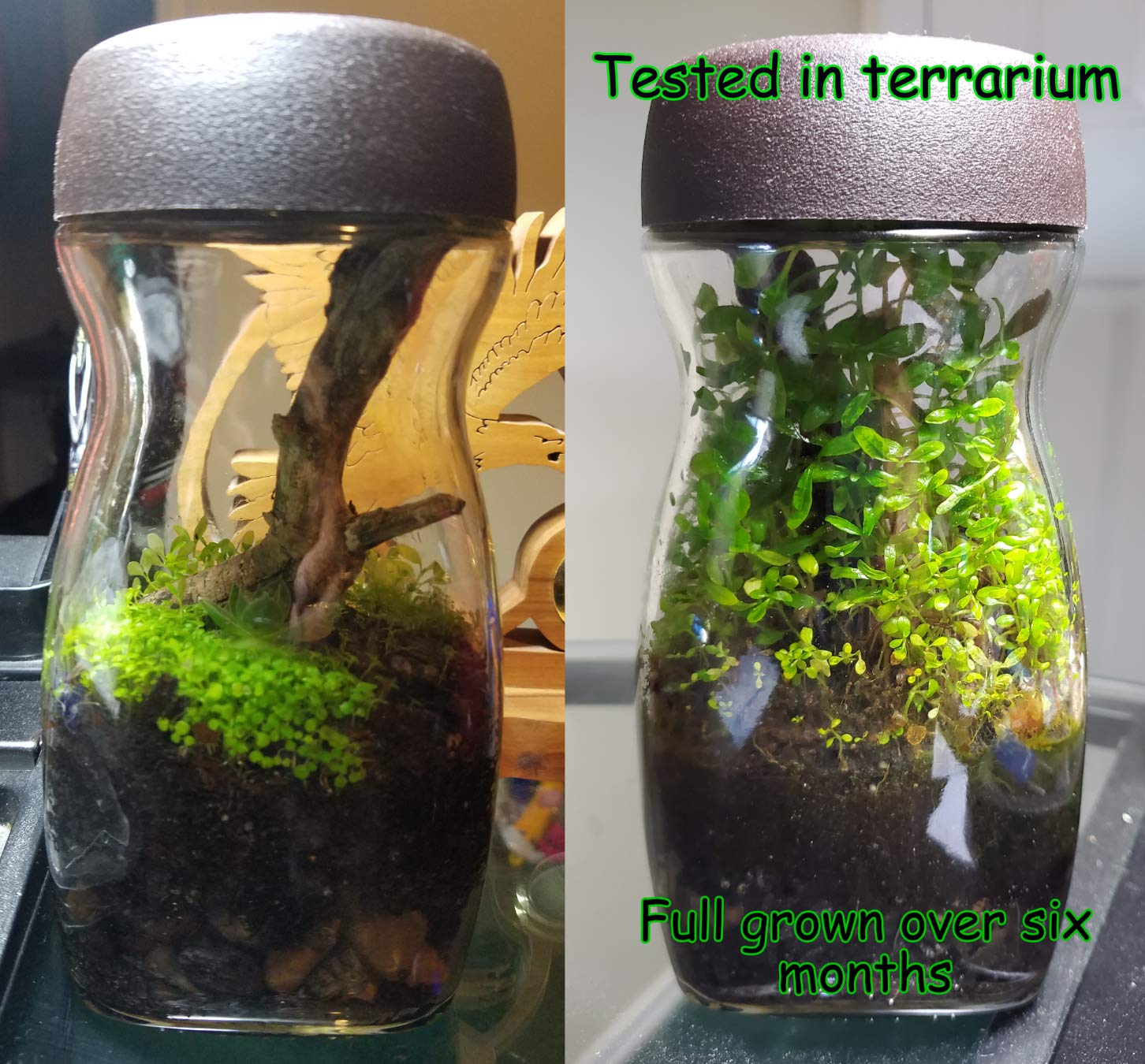 Fresh Water Aquarium Live Plants Foreground Seeds or Carpeting in Planted Fish Tank. Safe for Shrimps, Betta, Goldfish, and Guppies.