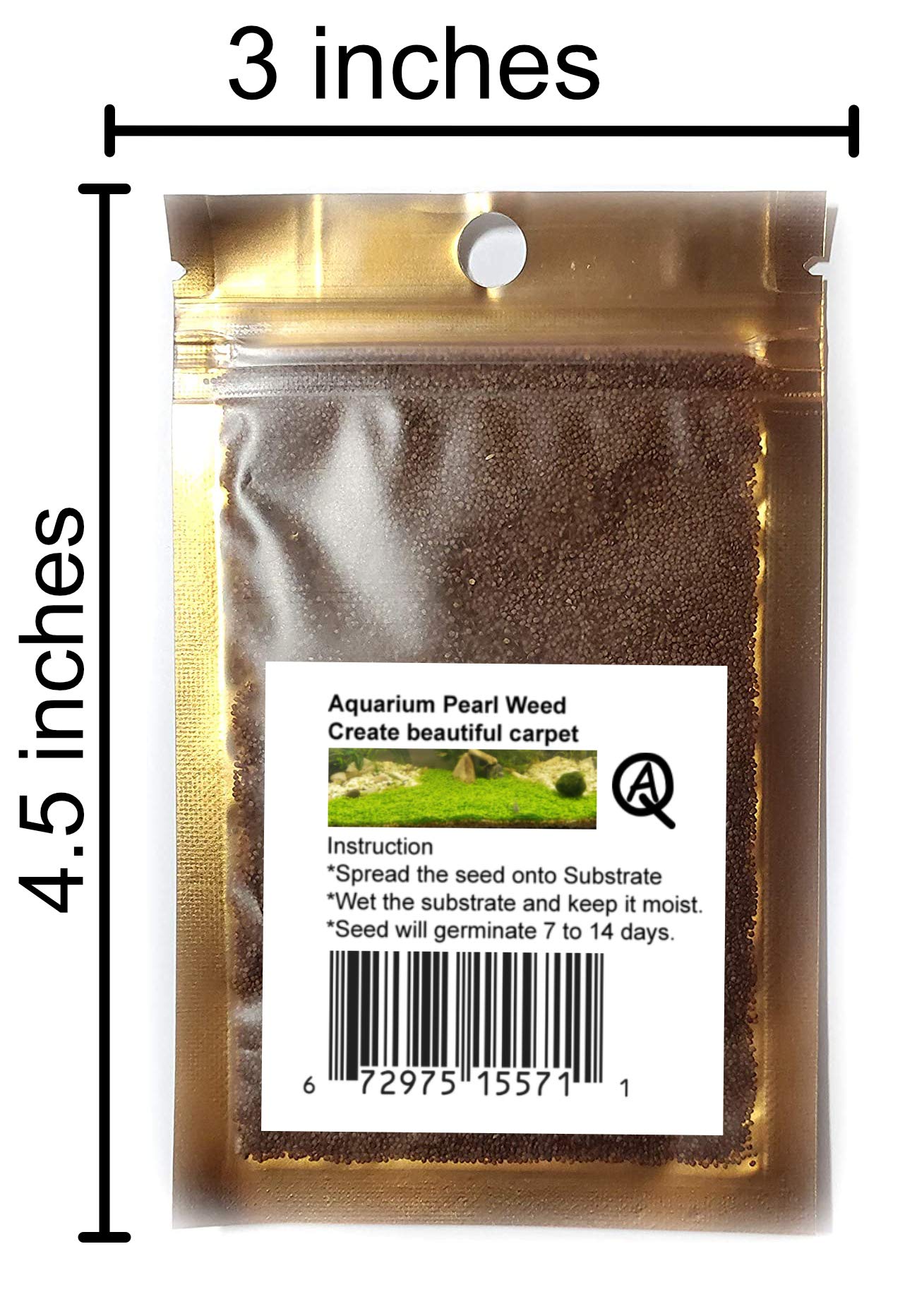 Fresh Water Aquarium Live Plants Foreground Seeds or Carpeting in Planted Fish Tank. Safe for Shrimps, Betta, Goldfish, and Guppies.