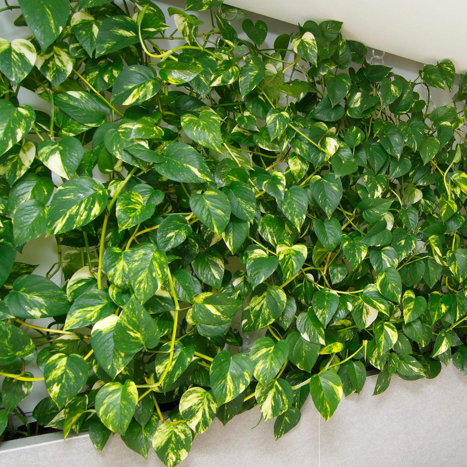 Flojery 78Ft 12pcs Silk Artificial Ivy Vine Hanging Leaves Plant Greenery Decor Party Home Garden Wedding Wall Decor (Scindapsus)