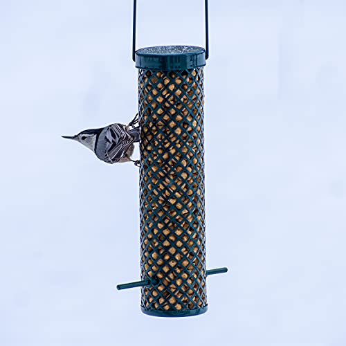 C&S Wild Bird Bluebird Suet Nuggets Mega Box, 8 Pounds