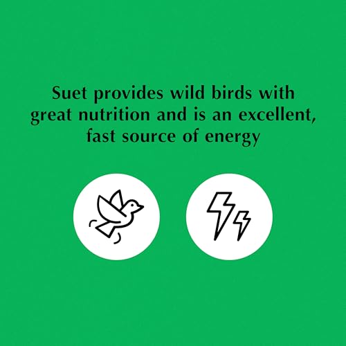 C&S Wild Bird Bluebird Suet Nuggets Mega Box, 8 Pounds