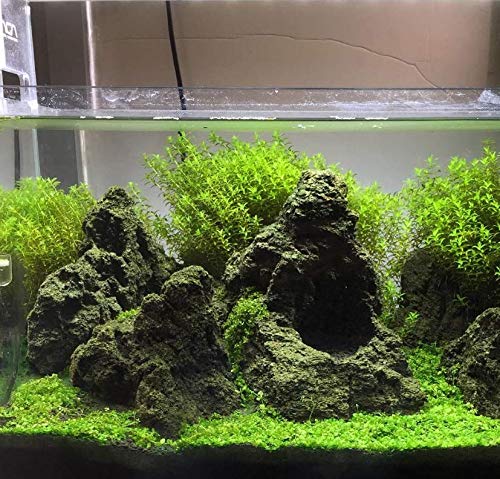 Pearlweed Bundle Micranthemum Micranthemoides Freshwater Carpet Live Aquarium Decorations Aquatic Plants for Fish Tank