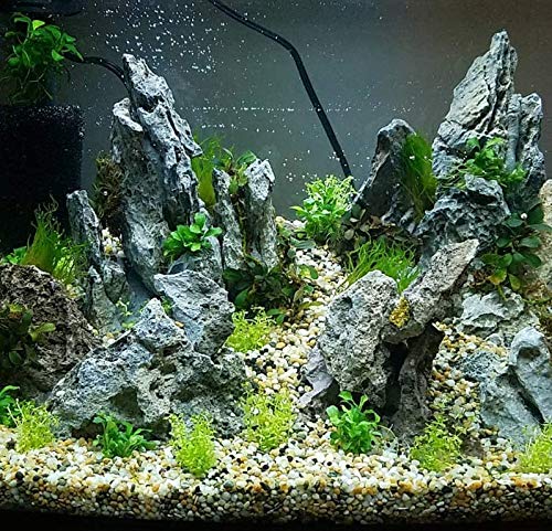 Pearlweed Bundle Micranthemum Micranthemoides Freshwater Carpet Live Aquarium Decorations Aquatic Plants for Fish Tank