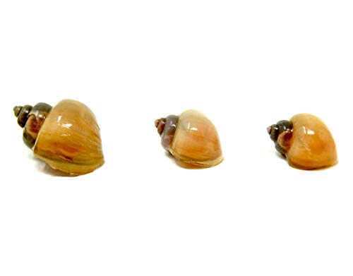 Aquatic Arts 1 Live Ivory Mystery Snail | Freshwater Aquarium Control / Glass Clearer | Safe in Tetra / Guppy / Betta Fish Tanks | Tank Decor