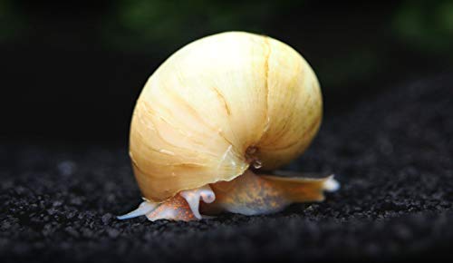 Aquatic Arts 1 Live Ivory Mystery Snail | Freshwater Aquarium Control / Glass Clearer | Safe in Tetra / Guppy / Betta Fish Tanks | Tank Decor