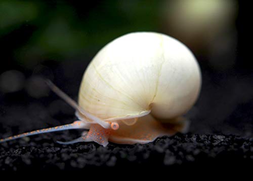 Aquatic Arts 1 Live Ivory Mystery Snail | Freshwater Aquarium Control / Glass Clearer | Safe in Tetra / Guppy / Betta Fish Tanks | Tank Decor