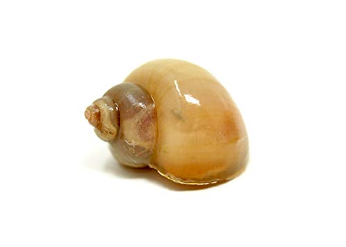 Aquatic Arts 1 Live Ivory Mystery Snail | Freshwater Aquarium Control / Glass Clearer | Safe in Tetra / Guppy / Betta Fish Tanks | Tank Decor