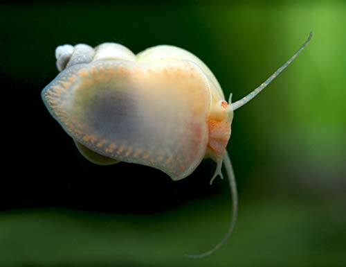 Aquatic Arts 1 Live Ivory Mystery Snail | Freshwater Aquarium Control / Glass Clearer | Safe in Tetra / Guppy / Betta Fish Tanks | Tank Decor