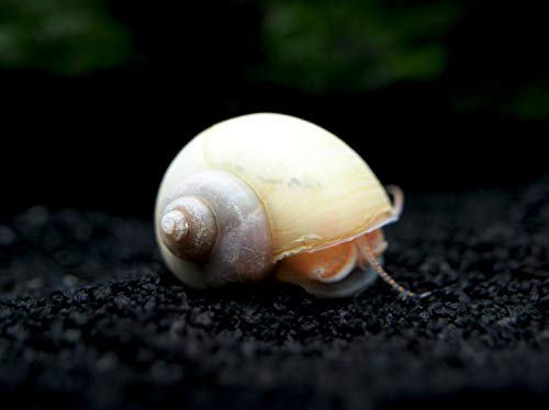 Aquatic Arts 1 Live Ivory Mystery Snail | Freshwater Aquarium Control / Glass Clearer | Safe in Tetra / Guppy / Betta Fish Tanks | Tank Decor