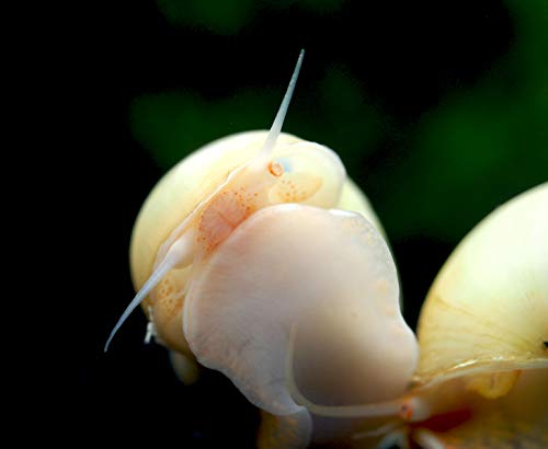 Aquatic Arts 1 Live Ivory Mystery Snail | Freshwater Aquarium Control / Glass Clearer | Safe in Tetra / Guppy / Betta Fish Tanks | Tank Decor