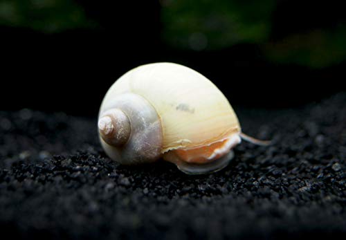 Aquatic Arts 1 Live Ivory Mystery Snail | Freshwater Aquarium Control / Glass Clearer | Safe in Tetra / Guppy / Betta Fish Tanks | Tank Decor