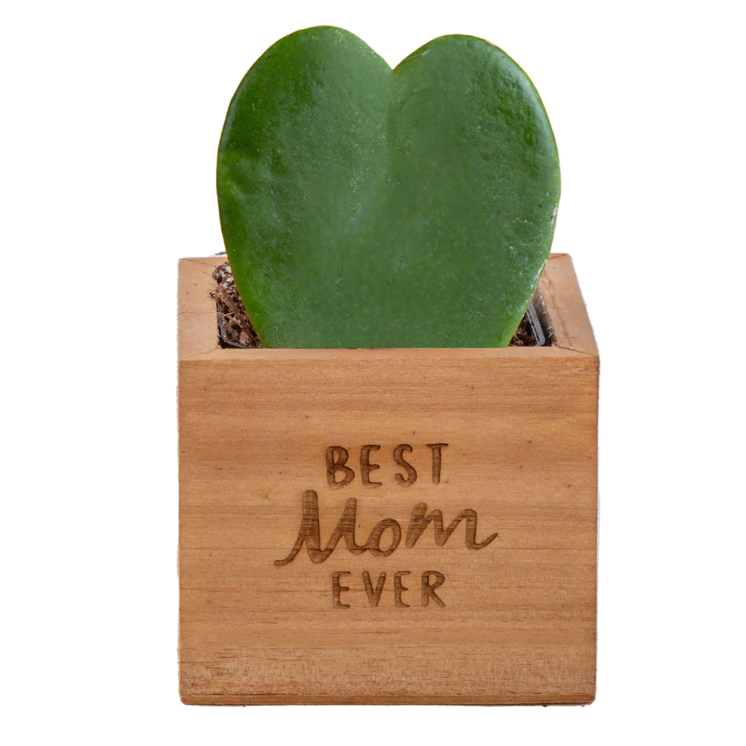 Costa Farms Live Indoor Plant Hoya Heart, Easy to Grow Succulent-Like Houseplant in Cute Decor Planter, Housewarming Gift, Office or Room Decor, 5-Inches Tall