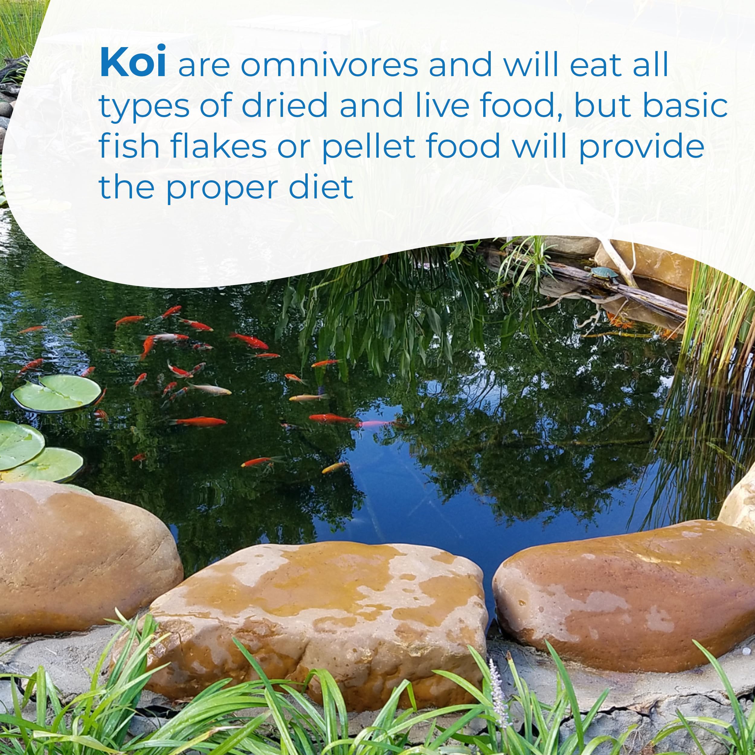 Toledo Goldfish Butterfly Fin Koi, Variety of Colors and Patterns - Perfect for Ponds or Aquariums - 3-4 Inches, 10 Count