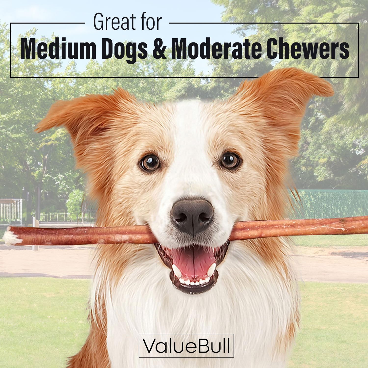 ValueBull Bully Sticks for Dogs, Medium 12 Inch, 50 Count - All Natural Dog Treats, 100% Beef Pizzles, Single Ingredient Rawhide Alternative