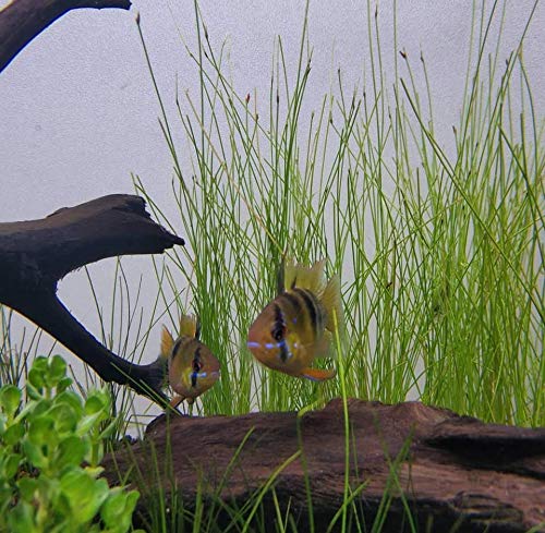 (6 Bundle) Giant Hairgrass | Eleocharis Vivipara Package Freshwater Live Aquarium Plants Background Fish Tank Decoration