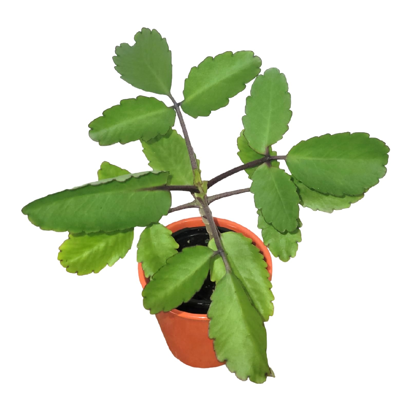 Kalanchoe pinnata Miracle Leaf ‘Magic Bells’ Live Plant