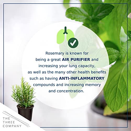 Live Aromatic and Edible Herb - Rosemary (4 Per Pack), Naturally Improves Breathing and Air Quality, 8" Tall by 4" Wide