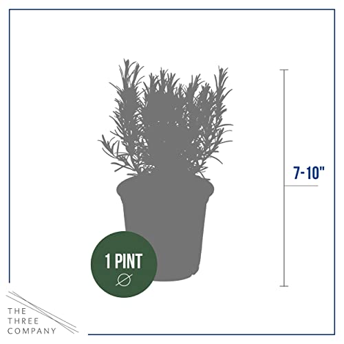 Live Aromatic and Edible Herb - Rosemary (4 Per Pack), Naturally Improves Breathing and Air Quality, 8" Tall by 4" Wide