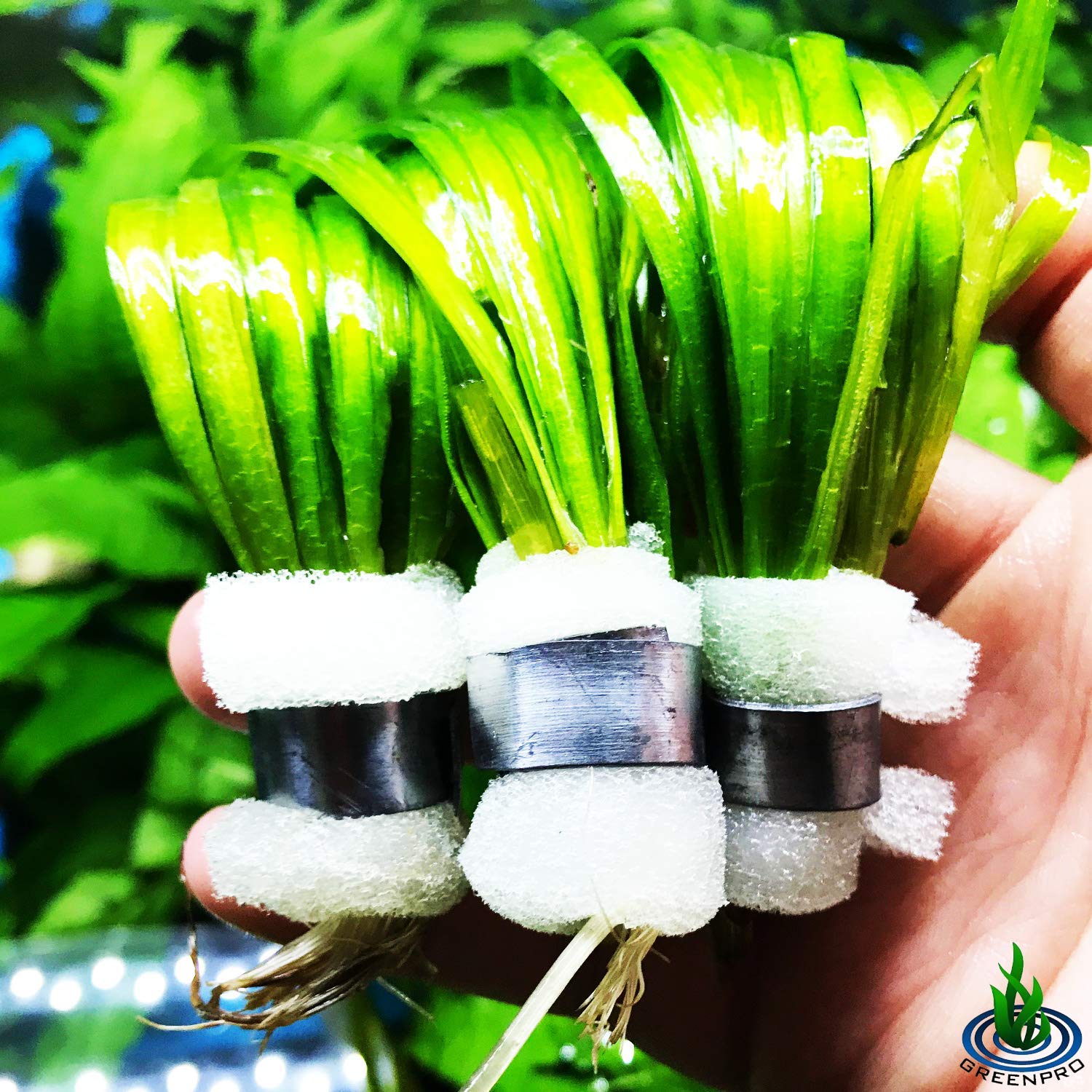Jungle Val | Tall Vallisneria Spiralis 3-Bunch Freshwater Live Aquarium Plants Background Fish Tank Greenpro