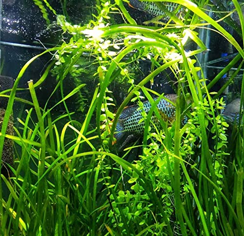 Jungle Val | Tall Vallisneria Spiralis 3-Bunch Freshwater Live Aquarium Plants Background Fish Tank Greenpro