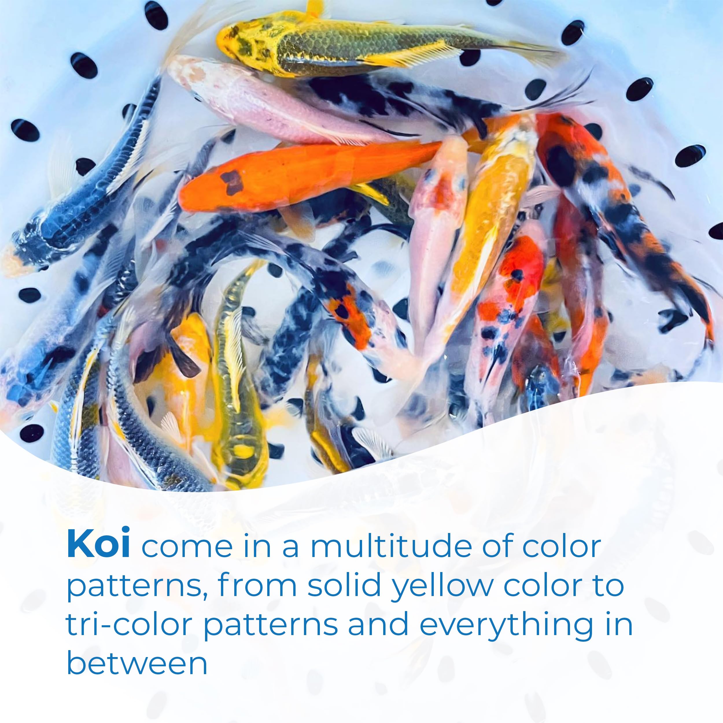 Toledo Goldfish Standard Fin Koi, Variety of Colors and Patterns - Beautiful Live Fish Perfect for Ponds, Tanks, and Aquariums - 4-5 Inches, 10 Count