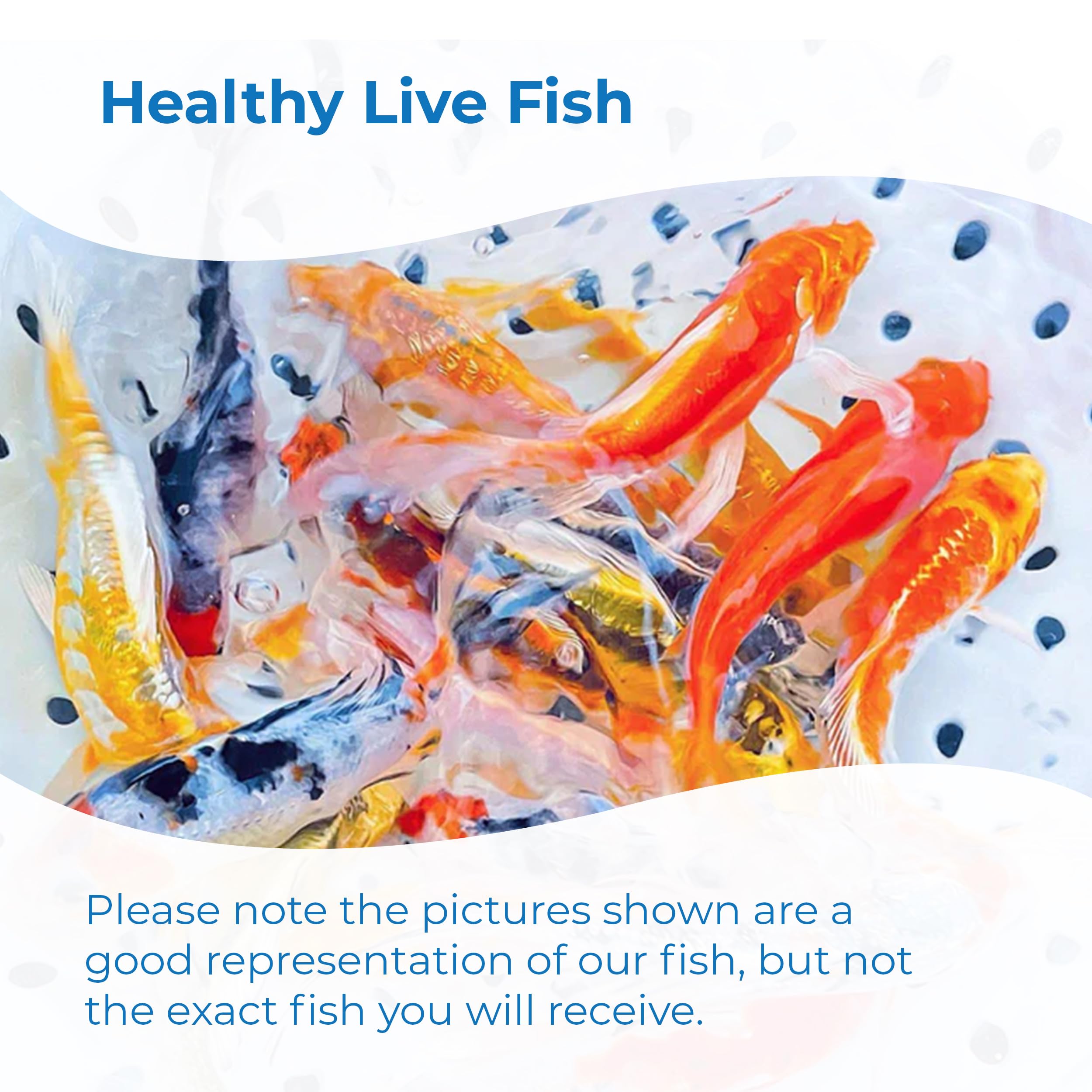 Toledo Goldfish Standard Fin Koi, Variety of Colors and Patterns - Beautiful Live Fish Perfect for Ponds, Tanks, and Aquariums - 4-5 Inches, 10 Count