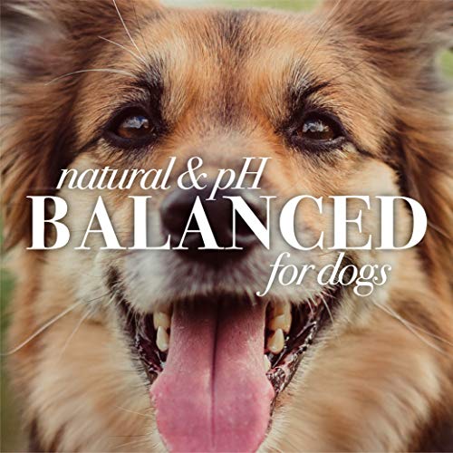 Burt's Bees for Pets Dogs Natural Itch Soothing Shampoo with Honeysuckle | Anti-Itch Dog Shampoo, 16 Ounces - 6 Pack (FF7266CP6)