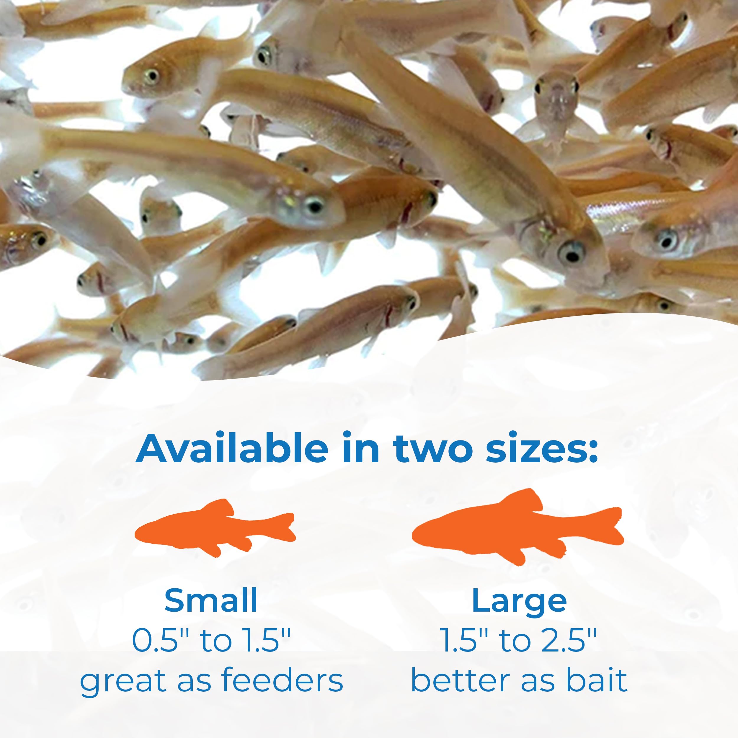 Toledo Goldfish Rosie Red Minnows - Versatile Live Fish Perfect for Aquariums or as Feeder Fish for Ponds - Small, 1,000 Count