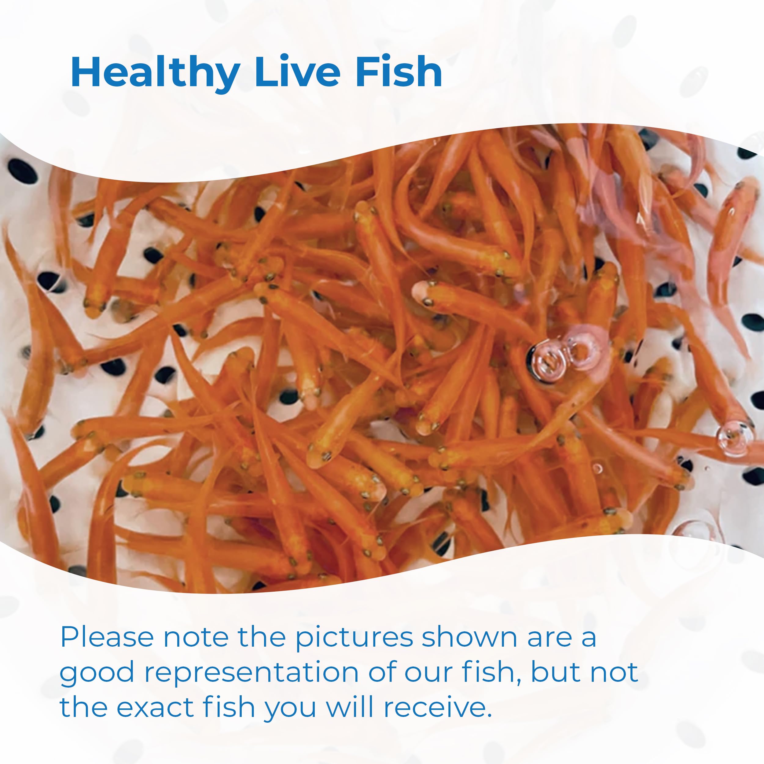 Toledo Goldfish Rosie Red Minnows - Versatile Live Fish Perfect for Aquariums or as Feeder Fish for Ponds - Small, 1,000 Count