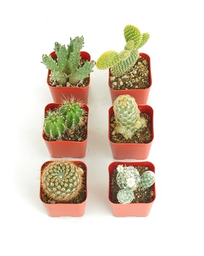 Shop Succulents | Can't Touch This! Collection of Live Cacti, Hand Selected Variety Pack | Collection of 4 in 2" pots