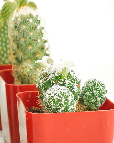 Shop Succulents | Can't Touch This! Collection of Live Cacti, Hand Selected Variety Pack | Collection of 4 in 2" pots