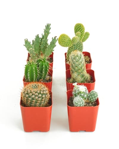 Shop Succulents | Can't Touch This! Collection of Live Cacti, Hand Selected Variety Pack | Collection of 4 in 2" pots