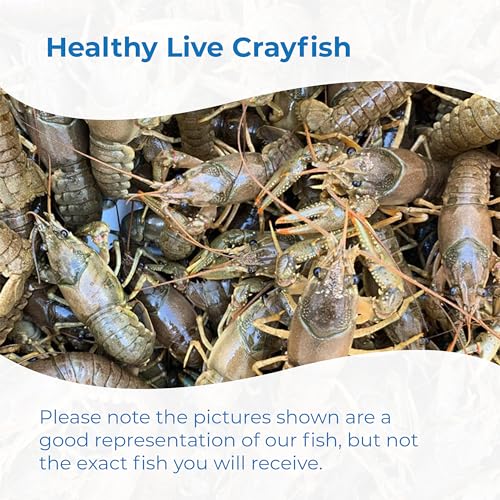 Toledo Goldfish Crayfish: Live Crawdads Perfect for Stocking Ponds or Aquariums - 10 Count