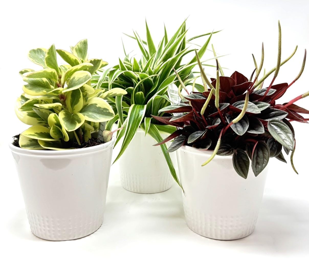 Plainview Growers Assorted Foliage 5.5 Inch, 1 EA