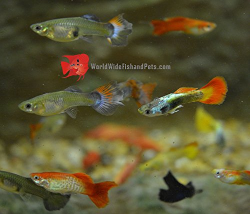 WorldwideTropicals Live Freshwater Aquarium Fish - 5-Pack of Mixed Color Male Guppies - by Live Tropical Fish - Great For Aquariums - Populate Your Fish Tank!