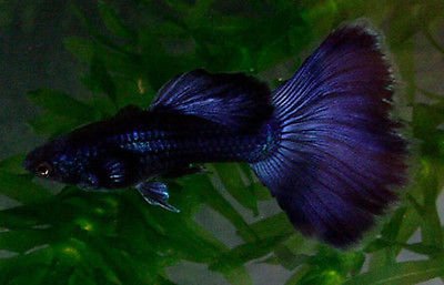 WorldwideTropicals Live Freshwater Aquarium Fish - 5-Pack of Mixed Color Male Guppies - by Live Tropical Fish - Great For Aquariums - Populate Your Fish Tank!