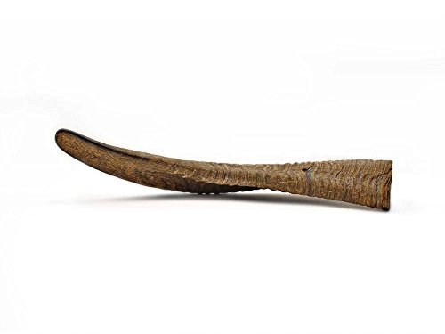 Herders Choice Chews Dried Goat Horns (Medium 2 pcs.)