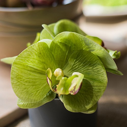 G Home Collection Rustic Mini Real Touch Potted Orchid in Green